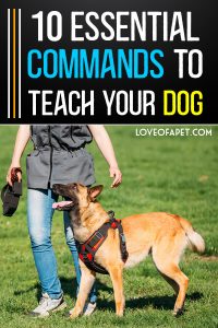 10 Essential Commands to Teach Your Dog - Love Of A Pet