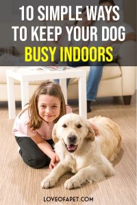 Top 10 Simple Ways to Keep Your Dog Busy Indoors - Love Of A Pet