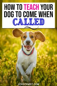 How To Teach Your Dog To Come When Called: 7 Simple Steps - Love Of A Pet