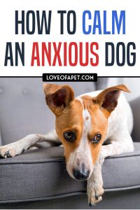 How to Calm an Anxious Dog: 6 Methods - Love Of A Pet