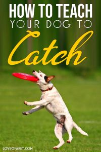 How to Teach Your Dog to Catch: 4 Simple Steps - Love Of A Pet