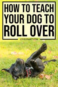 How to Teach Your Dog to Roll Over in 3 Simple Steps - Love Of A Pet