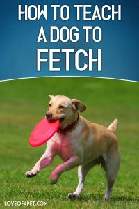 How to Teach a Dog to Fetch: 6 Steps - Love Of A Pet