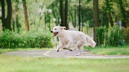 How to Train Your Dog to Stay Home Alone: 7 Steps - Love Of A Pet