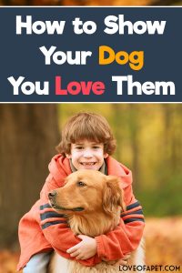 How to Show Your Dog You Love Them: 10 Ways - Love Of A Pet