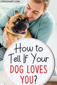 How to Tell If Your Dog Loves You: 10 Signs - Love Of A Pet