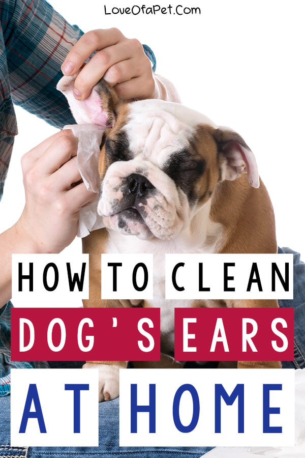 How To Clean Dog s Ears At Home 5 Steps Love Of A Pet