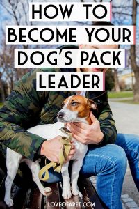 How to Become Your Dog's Pack Leader: 5 Tips - Love Of A Pet