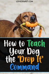 How to Teach Your Dog the "Drop It" Command - Love Of A Pet