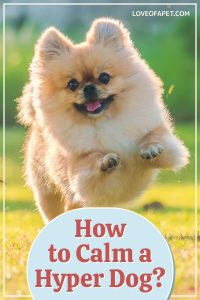 How to Calm a Hyper Dog? - Love Of A Pet