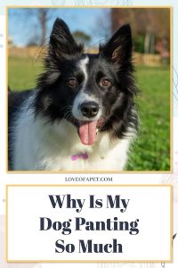 Why Is My Dog Panting So Much? - Love Of A Pet